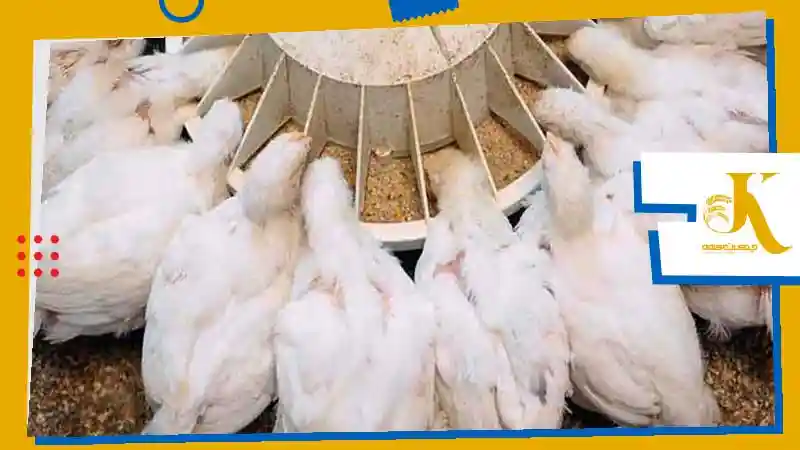 Poultry Concentrate: Different Types of Chicken Feed Concentrate - جهان ...