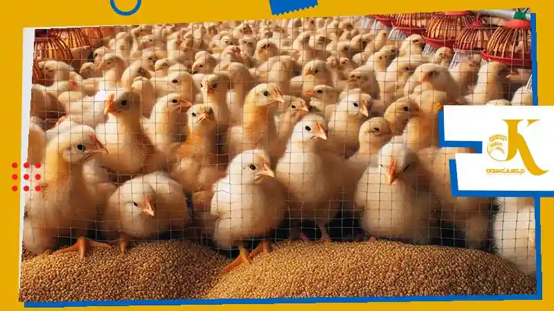 Poultry Concentrate: Different Types of Chicken Feed Concentrate - جهان ...