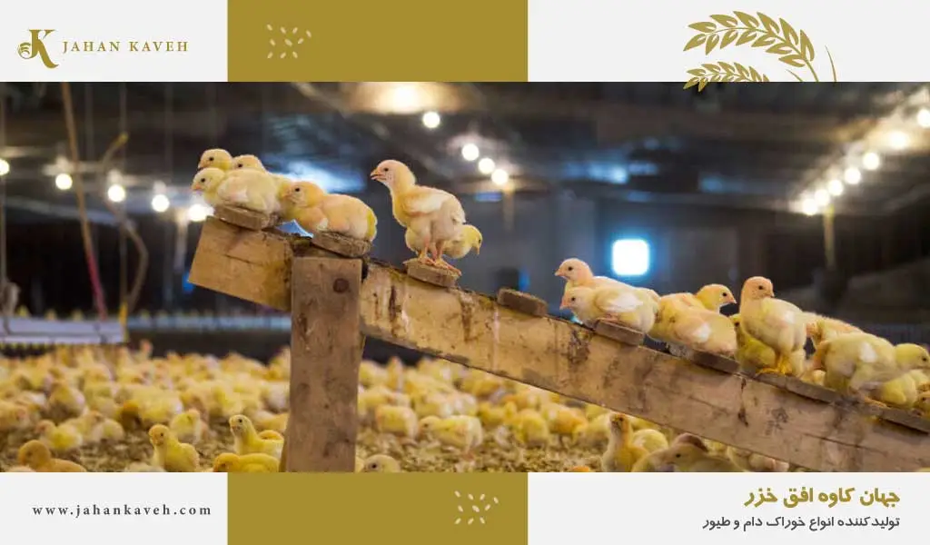 Arbor Acres Plus: Everything You Need to Know About This Broiler ...