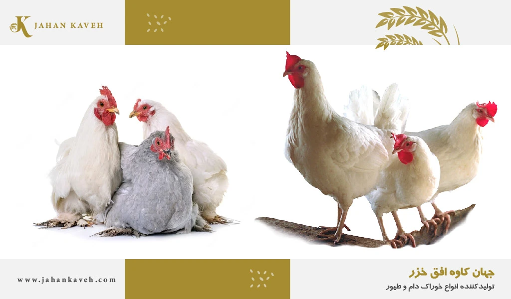 A Complete Guide to Poultry Farming and Common Questions from Farmers ...