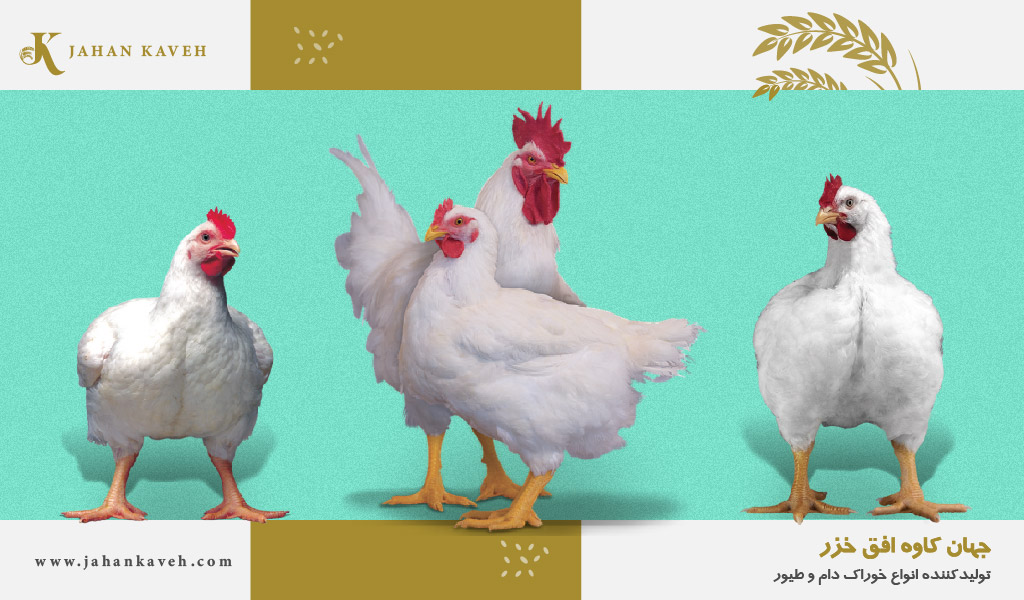 Ross Broiler Chicken: A Review of the Characteristics of Different ...