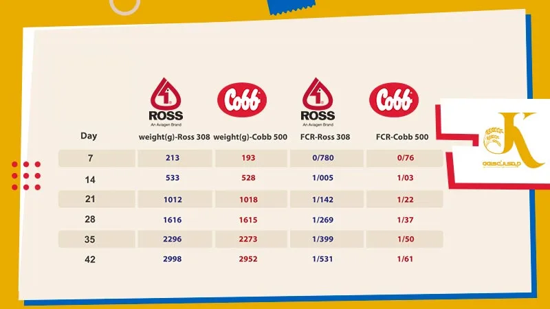 Cobb Broiler, Cobb 500, and Cobb 700 Strains | Comparison of Cobb ...