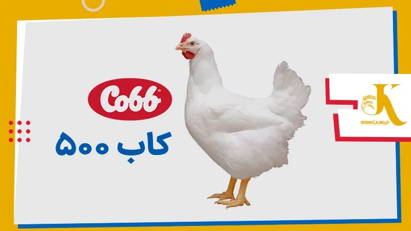 Cobb Broiler, Cobb 500, and Cobb 700 Strains | Comparison of Cobb ...