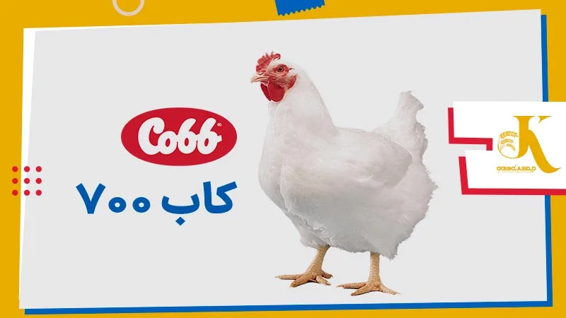 Cobb Broiler, Cobb 500, and Cobb 700 Strains | Comparison of Cobb ...