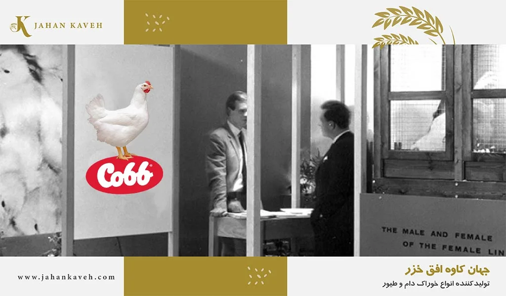 Cobb Broiler, Cobb 500, and Cobb 700 Strains | Comparison of Cobb ...