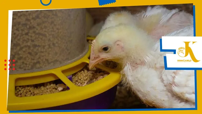 Broiler Feed Consumption Guide: Feed Intake Chart, Weight Gain, and ...