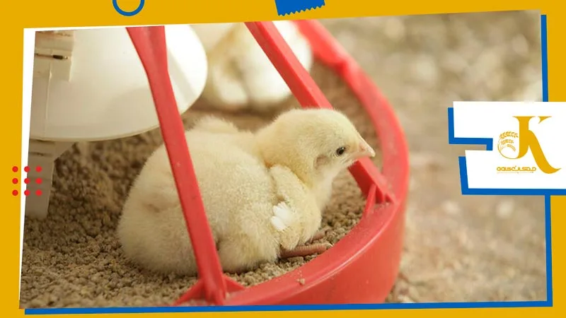 Broiler Feed Consumption Guide: Feed Intake Chart, Weight Gain, and ...