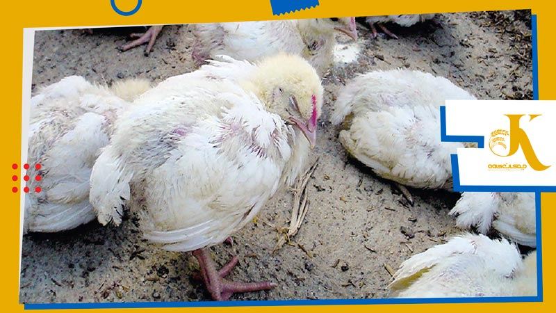 Infectious Bursal Disease (IBD) or Gumboro Disease in Poultry Symptoms ...