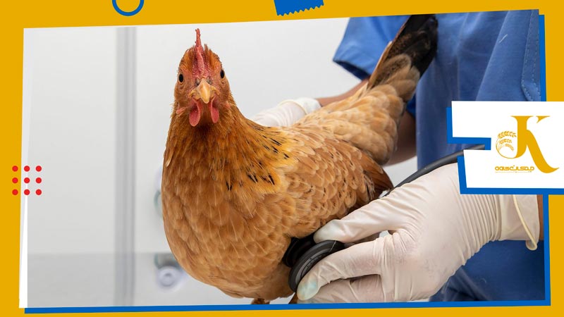 Infectious Bursal Disease (IBD) or Gumboro Disease in Poultry Symptoms ...