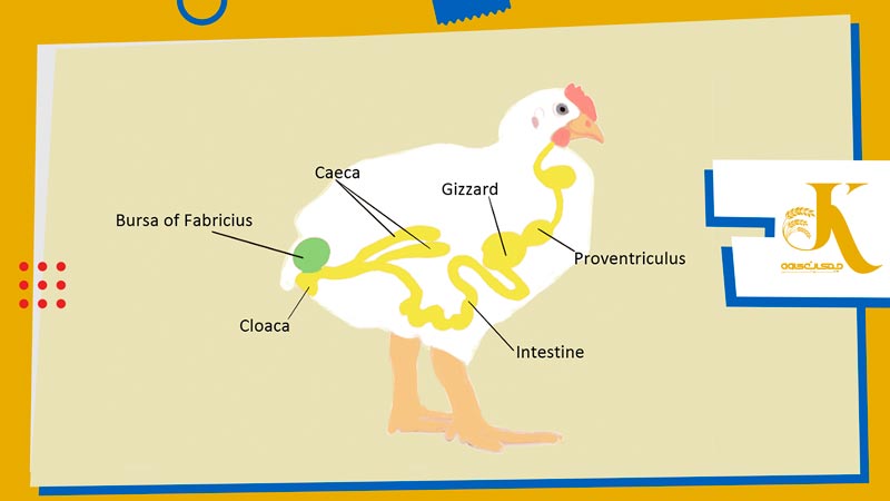 Infectious Bursal Disease (IBD) or Gumboro Disease in Poultry Symptoms ...