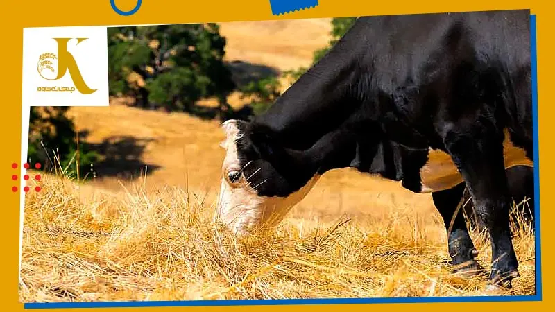 Cattle Concentrate: Definition and Benefits of Fattening and Dairy ...