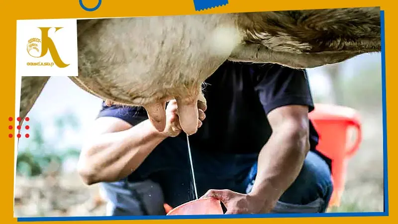 Cattle Concentrate: Definition and Benefits of Fattening and Dairy ...