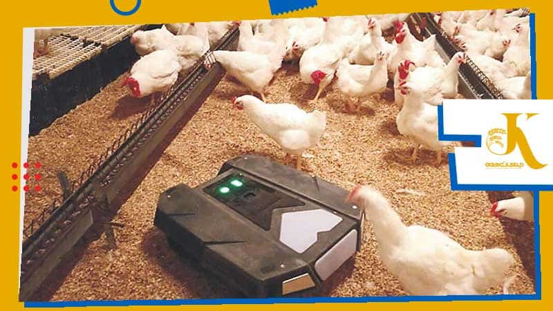 Smart Poultry Farming: The Role of AI in the Poultry Industry - جهان کاوه