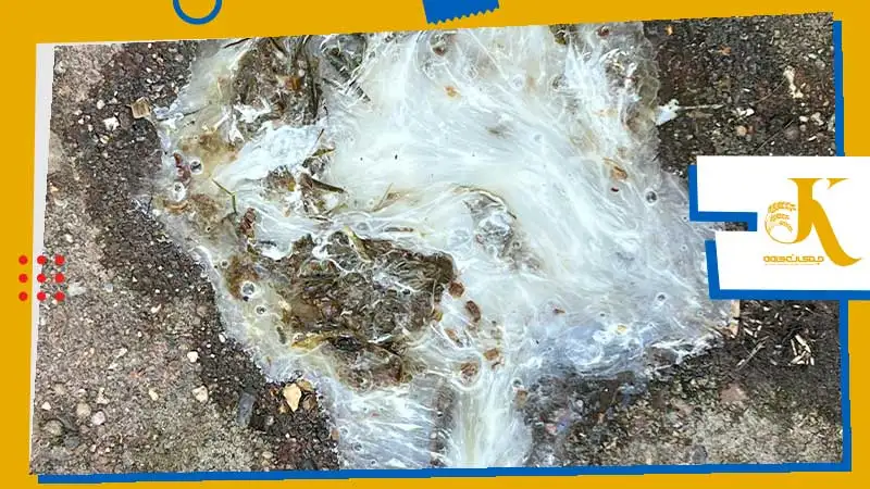 Everything You Need to Know About Chicken Droppings/ Poop: From Color ...