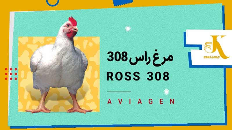 Ross Broiler Chicken: A Review of the Characteristics of Different ...