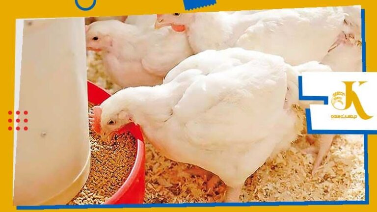 Ross Broiler Chicken: A Review of the Characteristics of Different ...