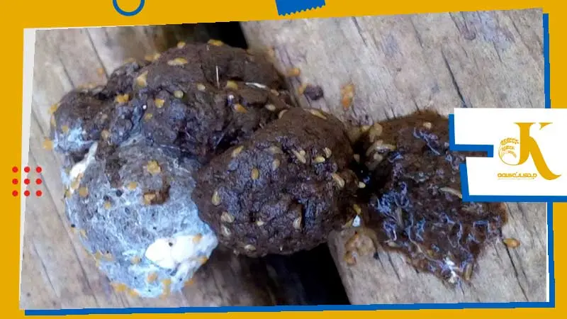 Everything You Need to Know About Chicken Droppings/ Poop: From Color ...