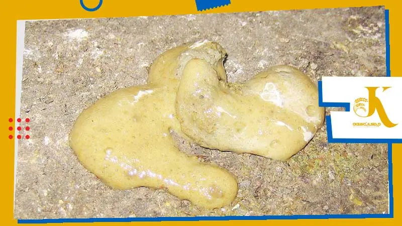 Everything You Need to Know About Chicken Droppings/ Poop: From Color ...