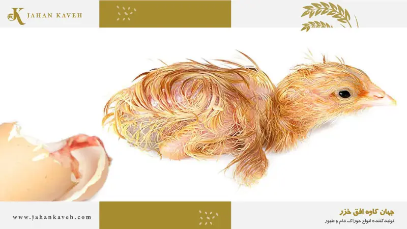 Golden Secrets to Buying High-Quality Day-Old Chicks | How to Identify ...