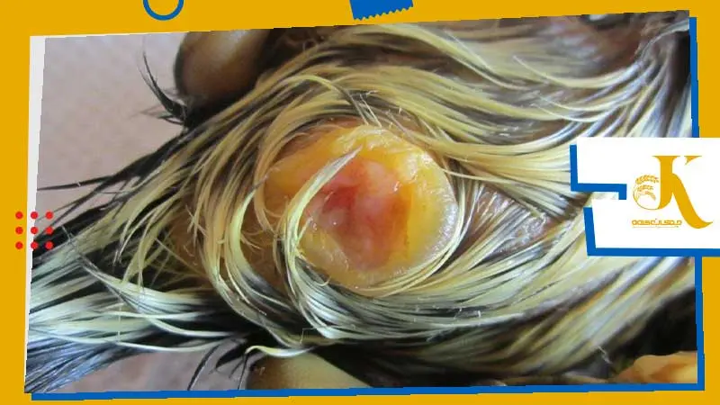Infection Yolk sac disease in chicks is a common but preventable ...