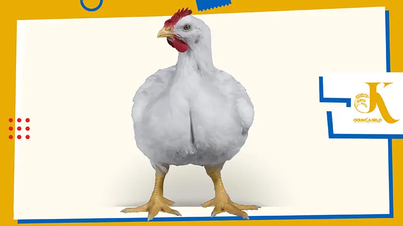 Arbor Acres Plus: Everything You Need to Know About This Broiler ...