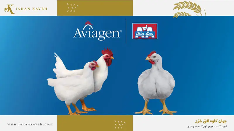 Arbor Acres Plus: Everything You Need to Know About This Broiler ...