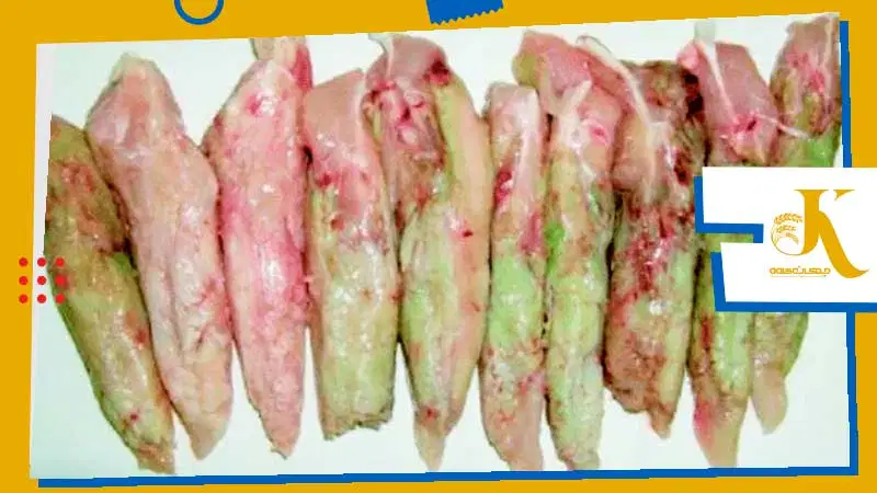 Green Muscle Disease in Chicken: Causes, Symptoms, and the Impact of ...